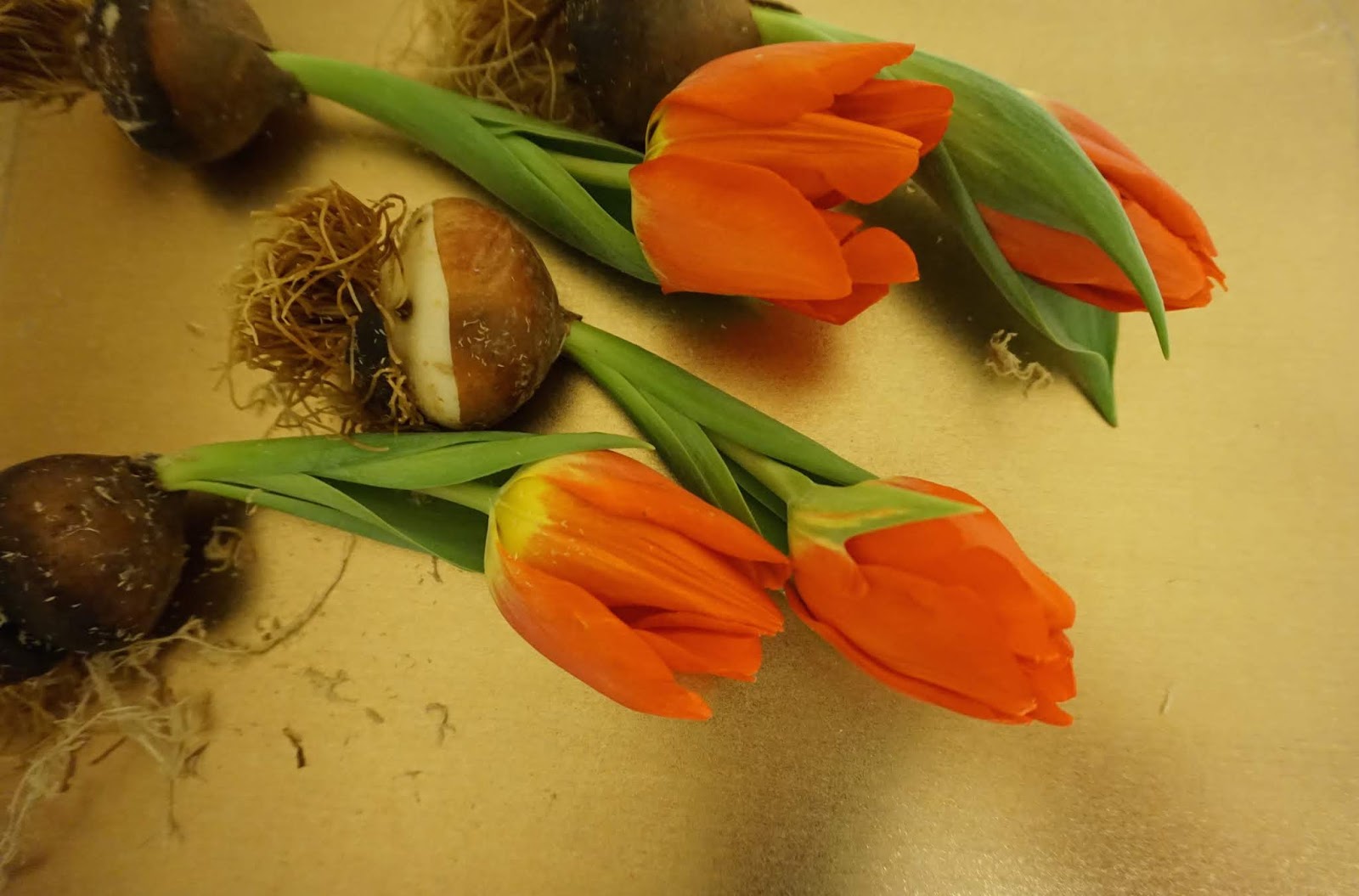 Oma tupa, tontti ja lupa: Joulu on jo lähellä