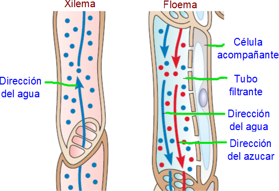 Floema