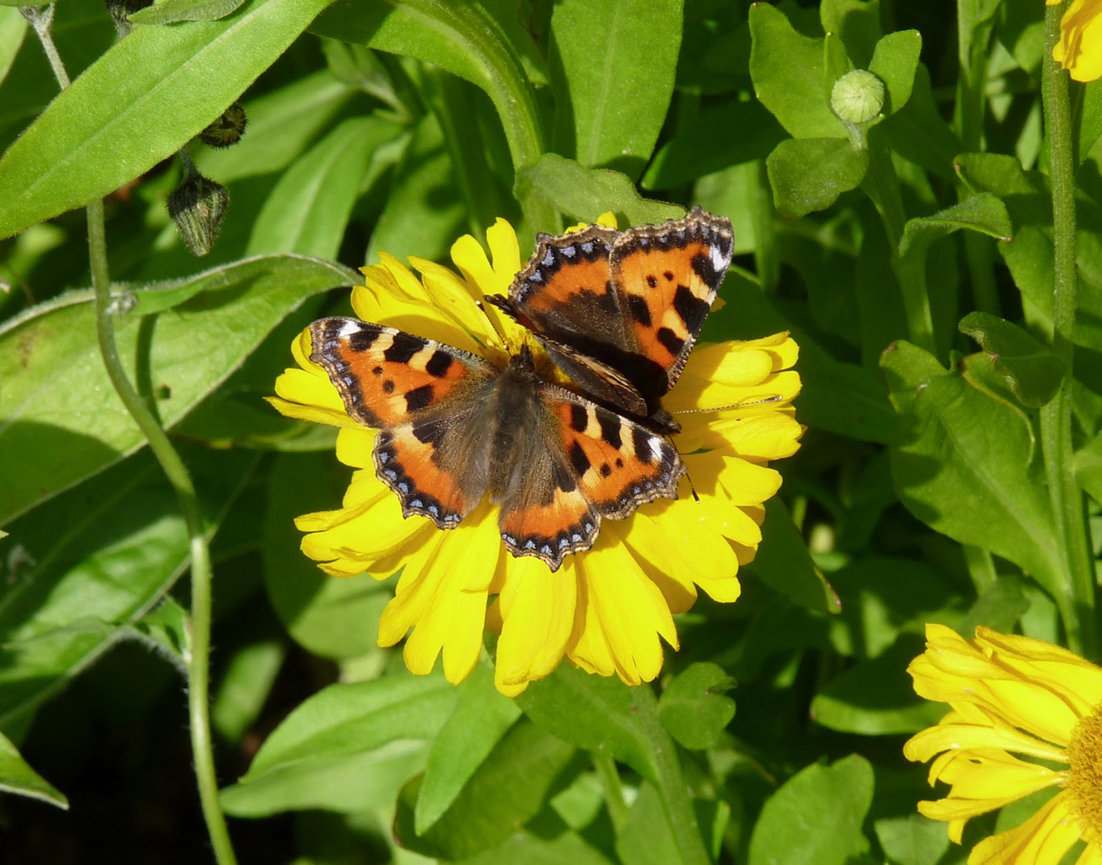 Wild and Wonderful: Butterflies and Moths: (Not So) Early Butterflies