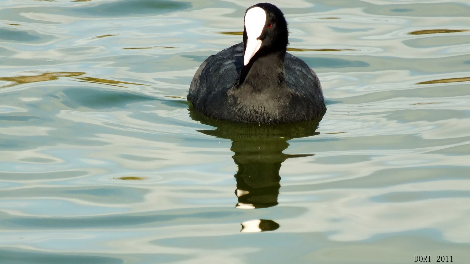 Pasea Menorca: Vida animal en Son Bou