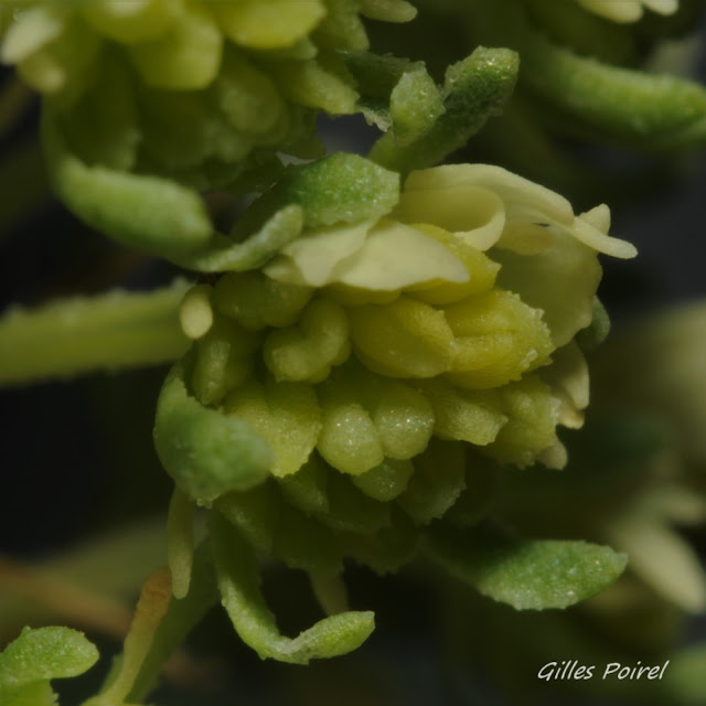 JURA, UNE TERRE, DES HOMMES: Le Réseda jaune. Reseda lutea.