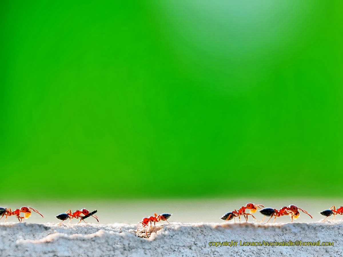 Ants Wallpaper on PC Free - beautiful desktop wallpapers 2014