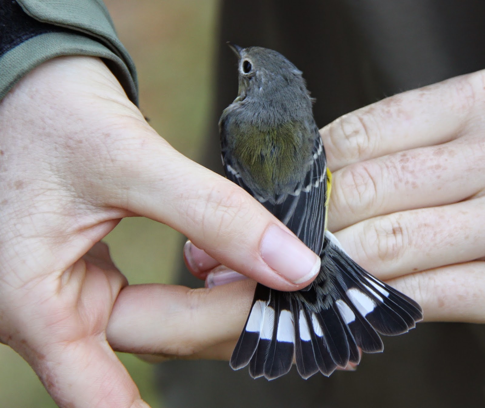 Vickie Henderson Art: Seven Islands State Birding Park--Migrating Warblers!