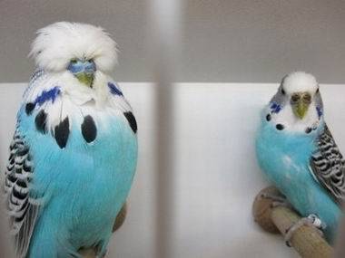 Learn to care for your pet: English parakeets