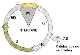 Mitosis y meiosis: Ciclo celular