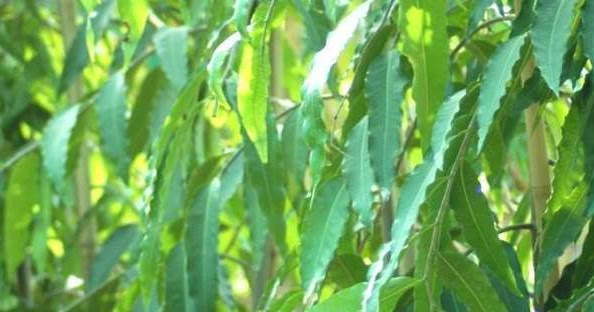 அசோகு மரம் மருத்துவ குணம் Asoku maram maruthuva kunam - ஔசதம் - OWSHADHAM