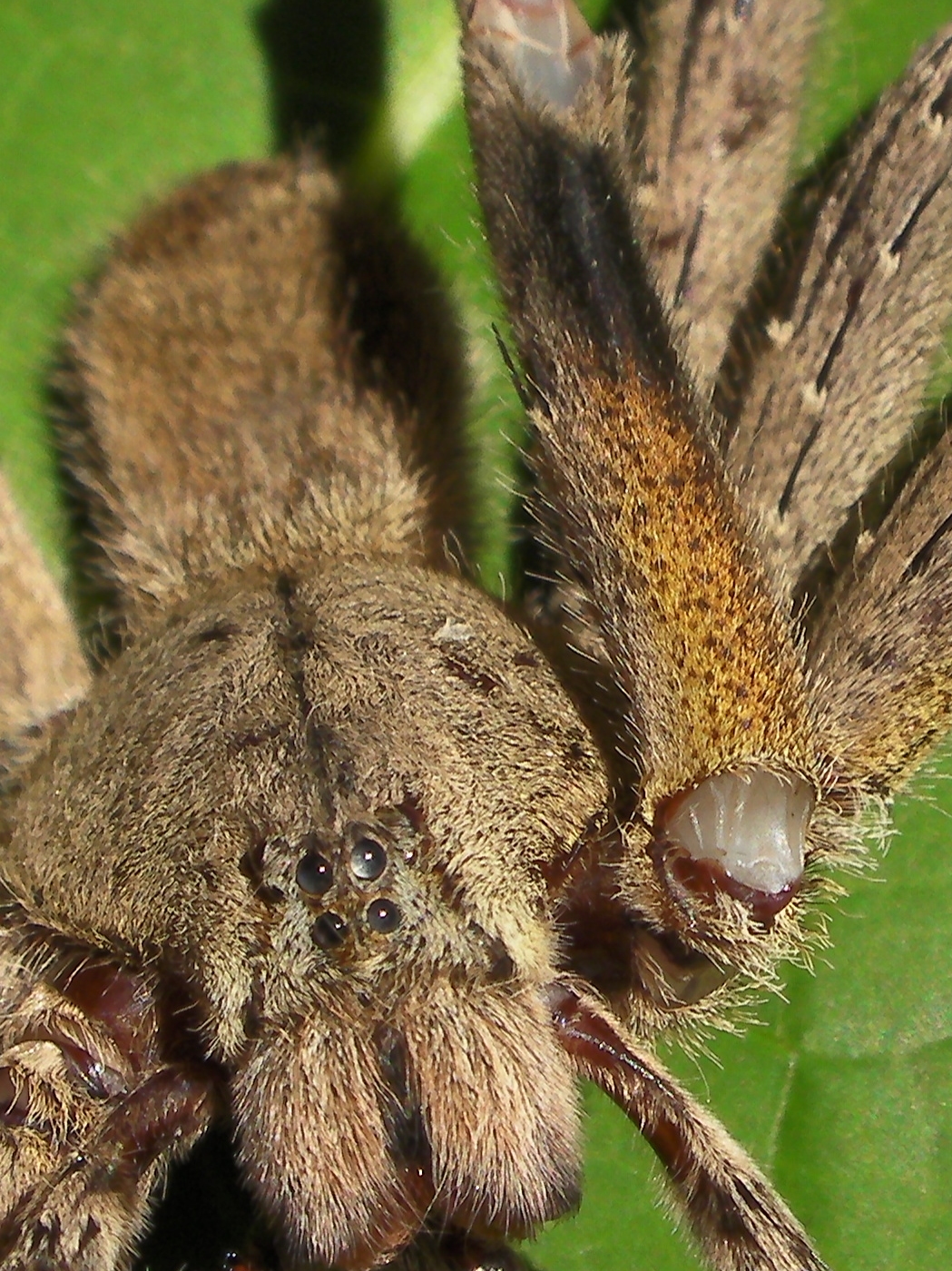 Quaoar Power Zoo: wandering spider (Phoneutria boliviensis) - Montezuma ...