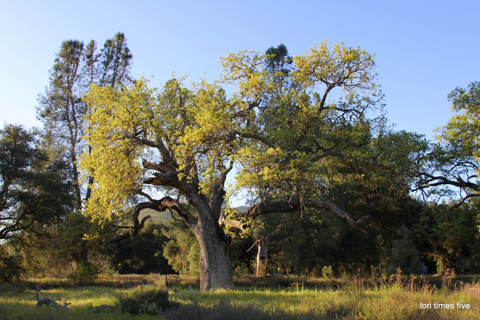 lori times five: into the wilderness