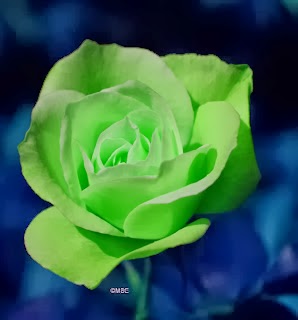 gambar bunga mawar hijau - Selahukh