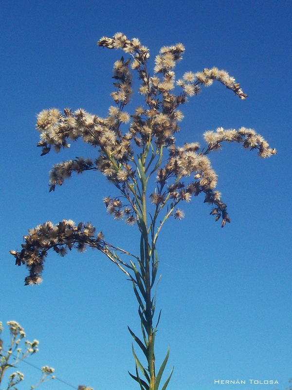 Flora Bonaerense: Vara de oro (Solidago chilensis)