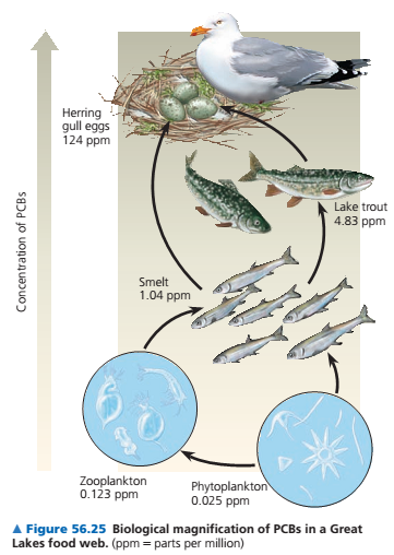 Bioakumulasi VS Biomagnifikasi(Bioamplifikasi) - Biologi Buanget