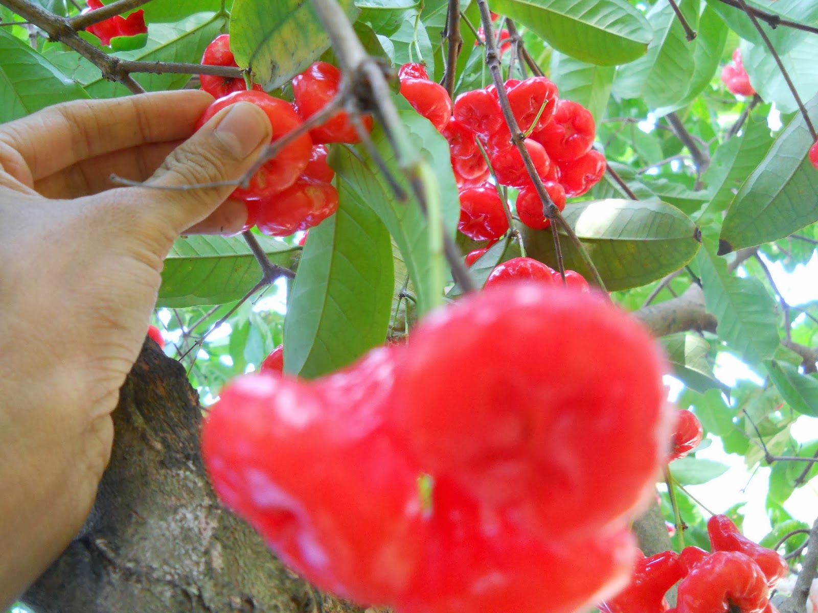 VIBGYOR: BELL FRUIT WHICH GREW IN MY BEAUTIFUL VILLAGE CHETTIKULAM
