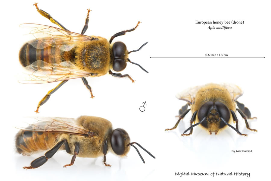 CORONA APICULTORES: ZÁNGANO ABEJA EUROPEA APIS MELLIFERA