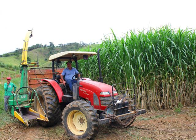 CAPIM ELEFANTE NAPIER (AGROPECUÁRIA)