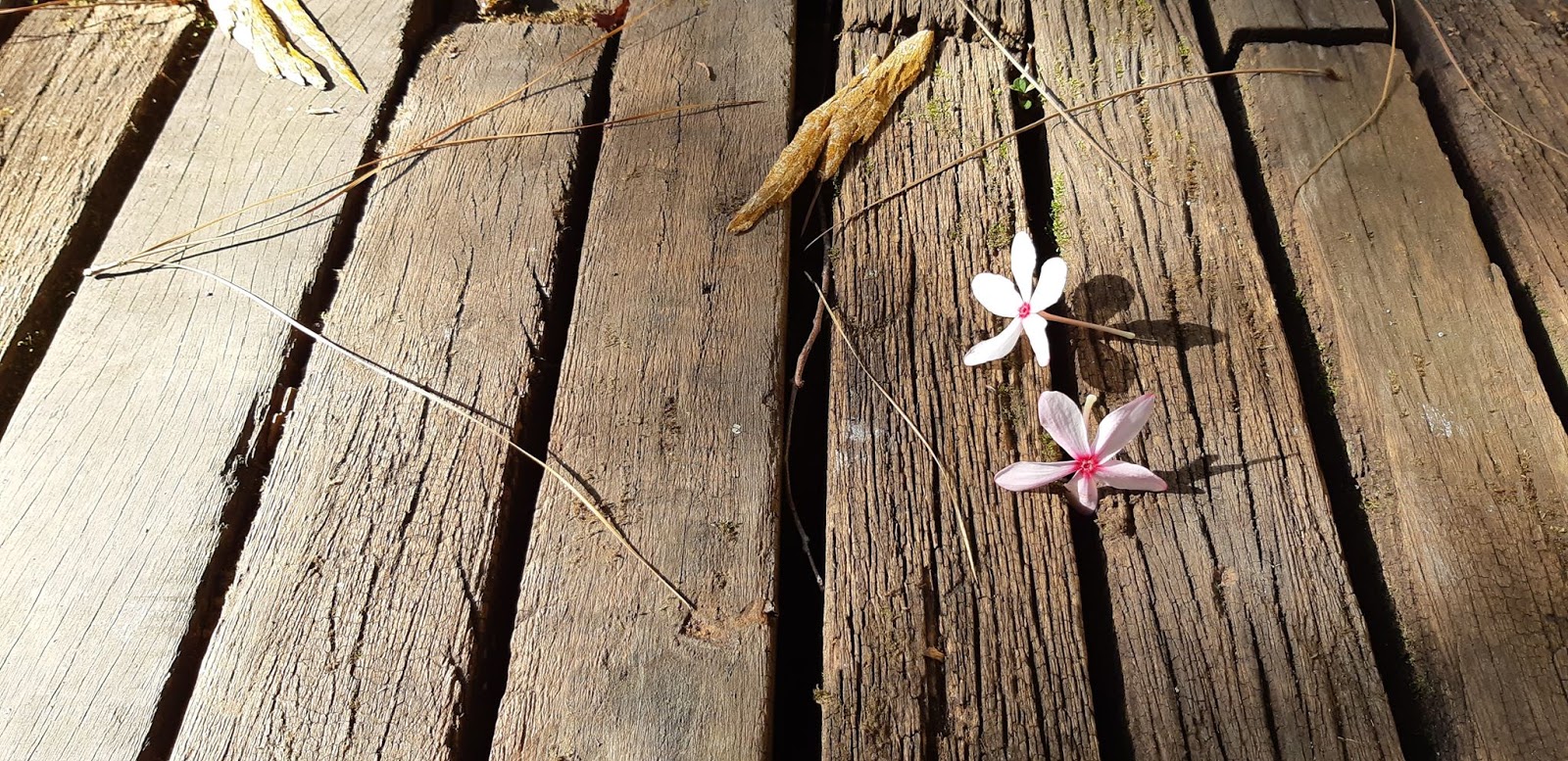 OUR PHILIPPINE TREES: 2019