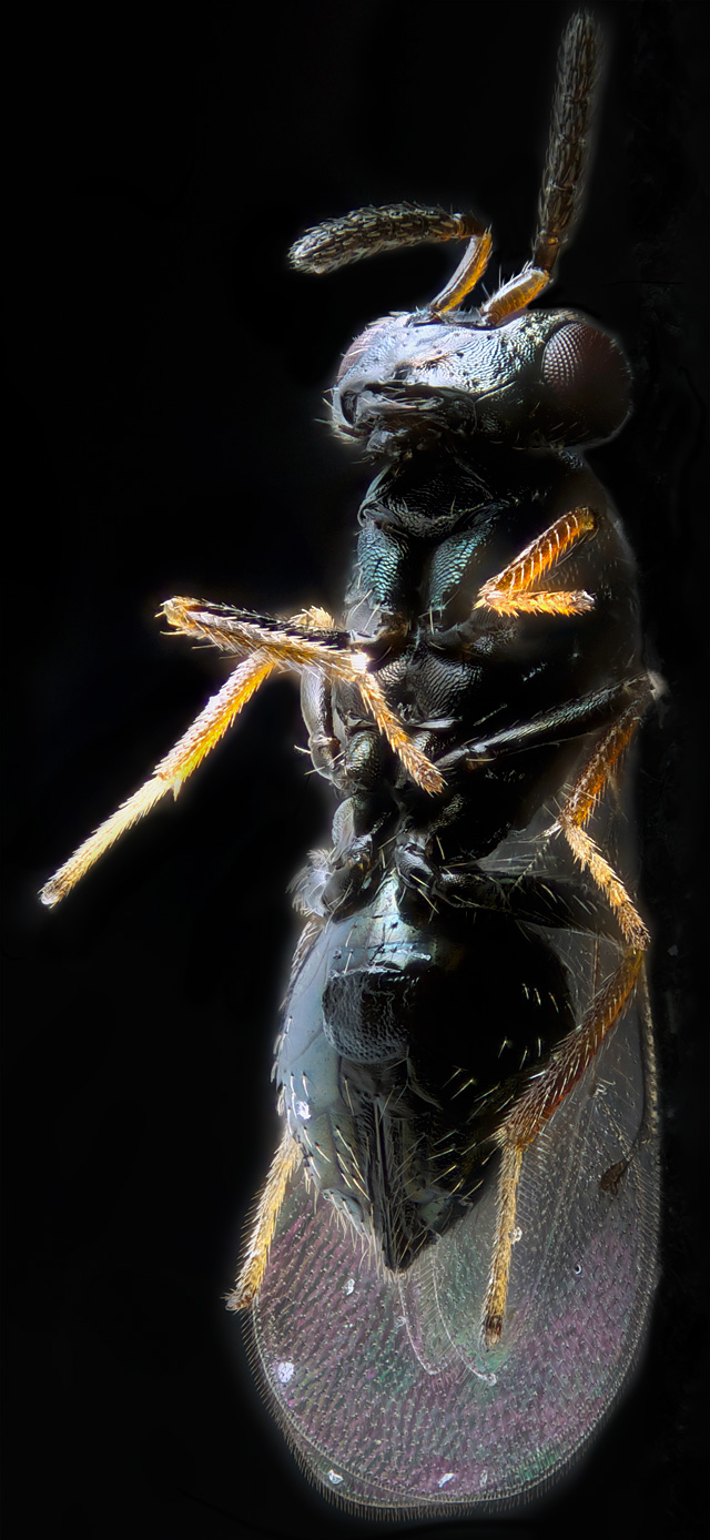 ムシをデザインしたのはダレ？: ヒメコバチ科 Tetrastichinae亜科 ( Tetrastichus sp. ) ♀