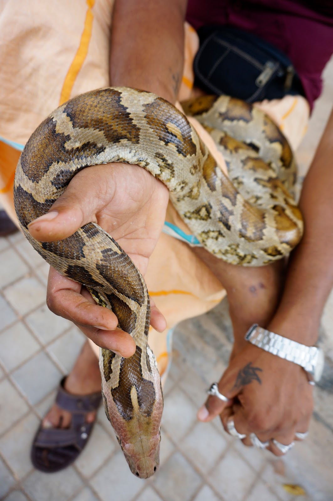 Discover-SriLanka: SRI LANKA - SNAKE CHARMER