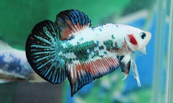 5 Jenis Ikan Cupang KOI Terpopuler di Tahun 2019