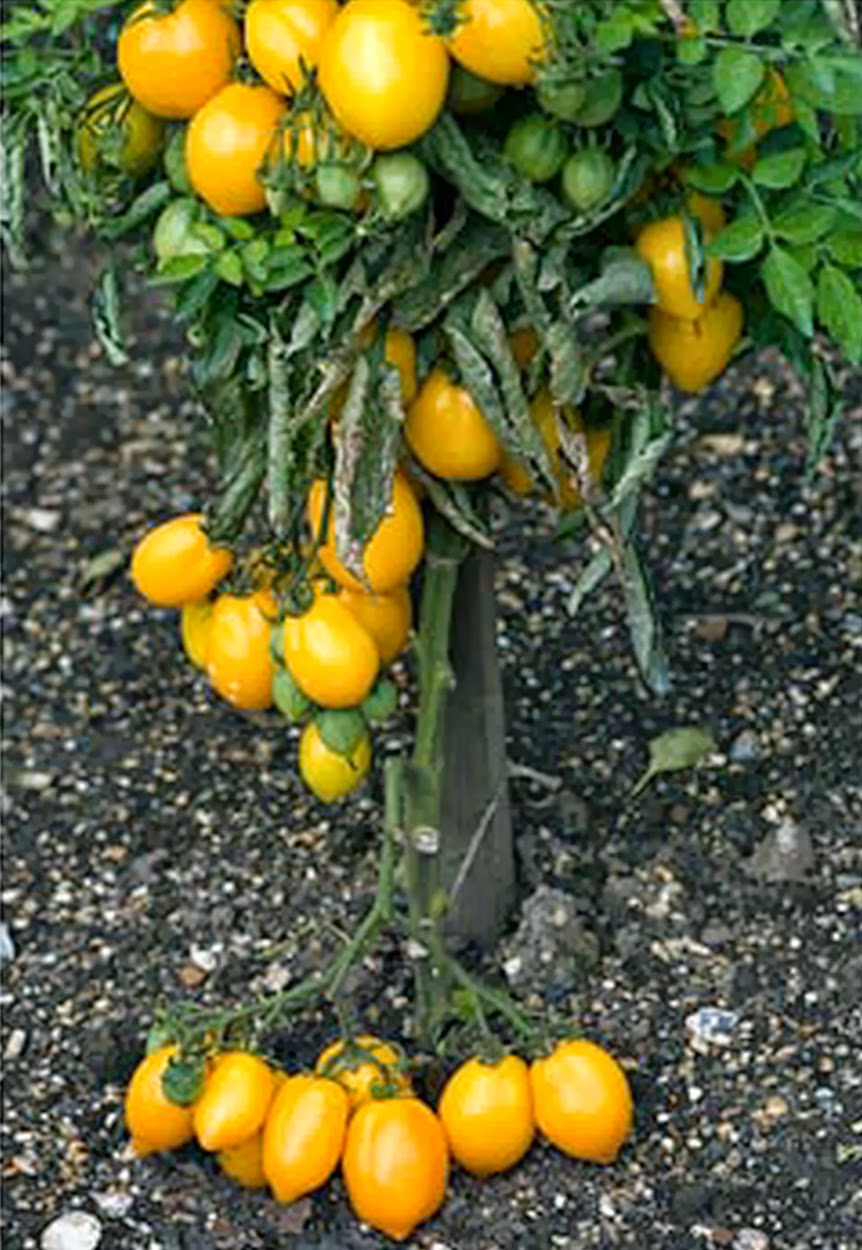 Seminte si plante de gradina hobby: Tomate Lemon Tree