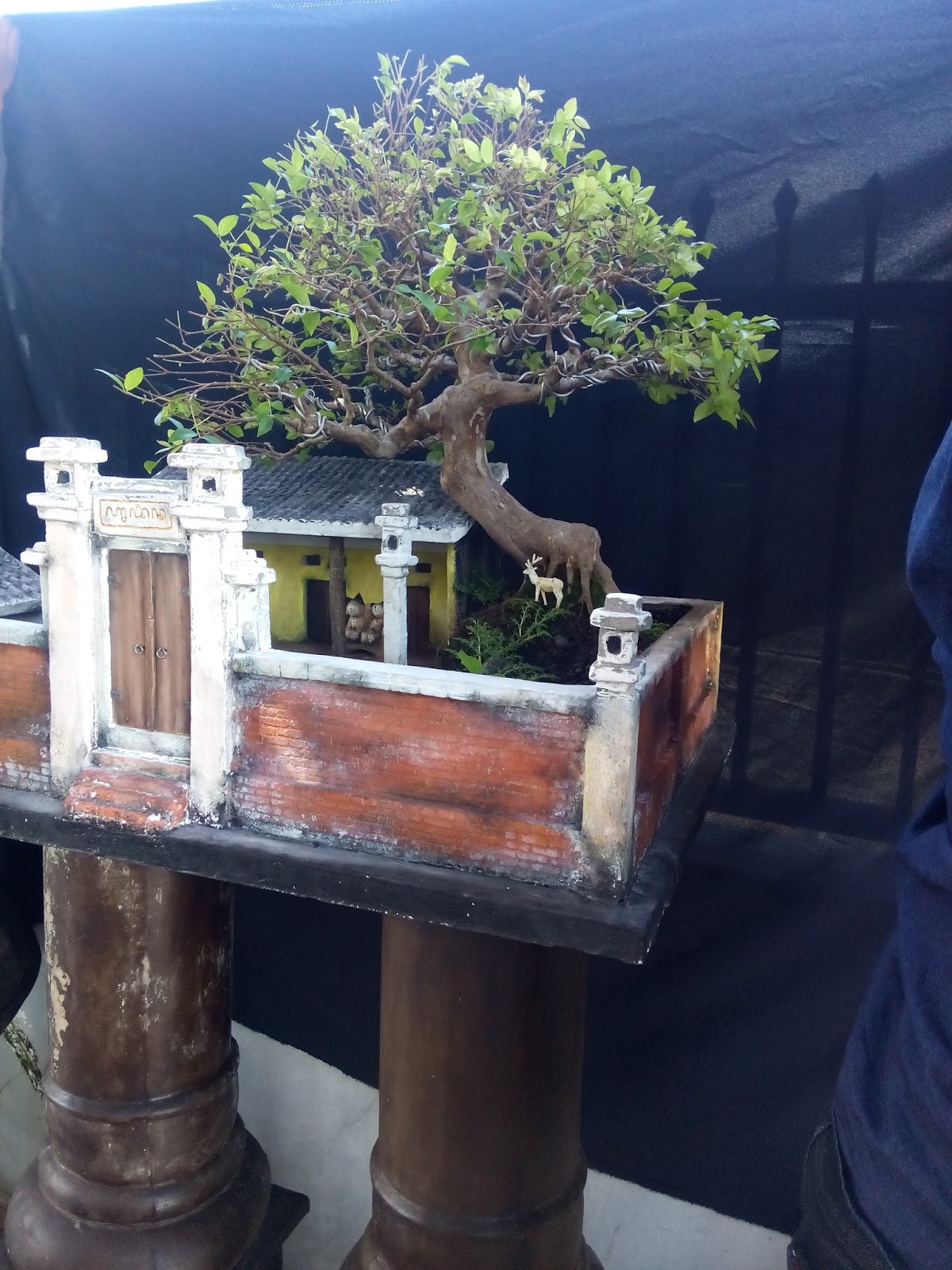 TANAMAN BONSAI BANJARMASIN: TANAMAN BONSAI KUPA LANDAK (ANGGUR BRAZIL)