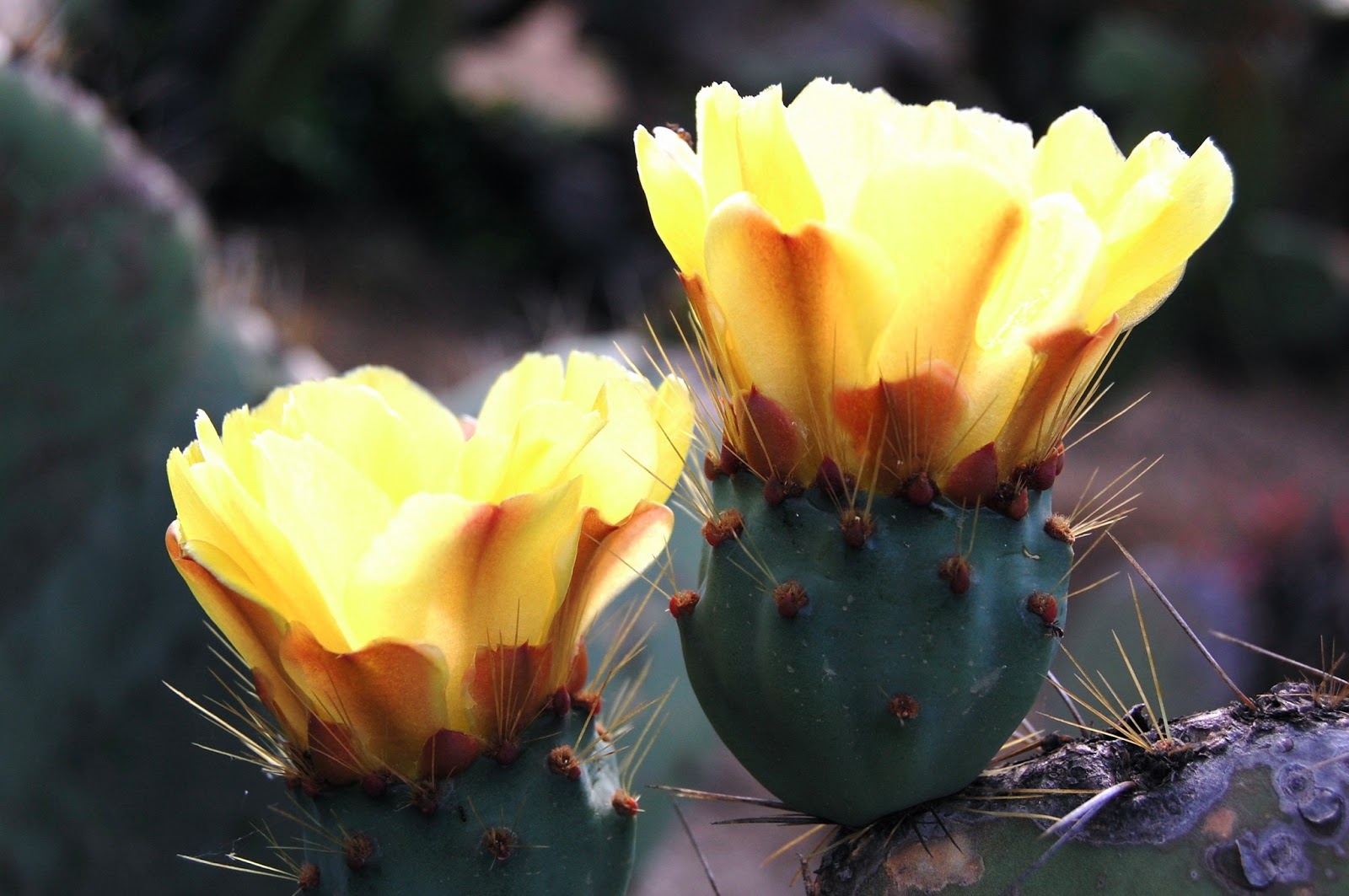 moments ...: Pinya de Rosa Tropical Botanical Garden w Blanes, Hiszpania