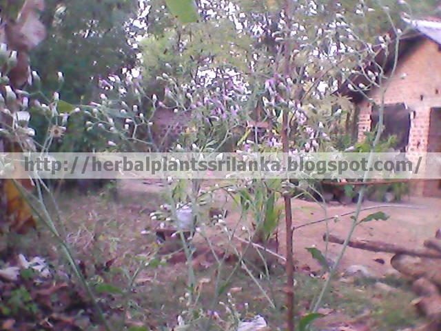 VERNONIA CINEREA -මොනරකුඩුම්බිය