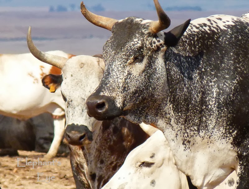 Elephant's Eye: Nguni cattle each one different