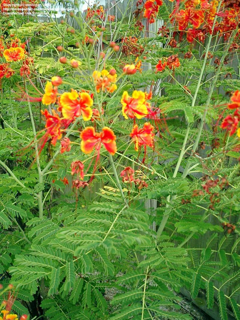Jual Pohon Merak | Pohon Merak | Pohon Merak murah | TamanOnline Jual Pohon Merak | Pohon Merak | Pohon Merak murah | TamanOnline