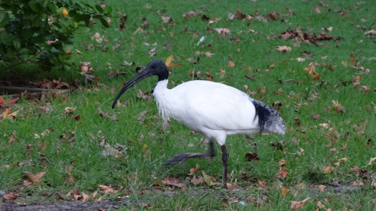 NixPages: MELBOURNE BIRDS