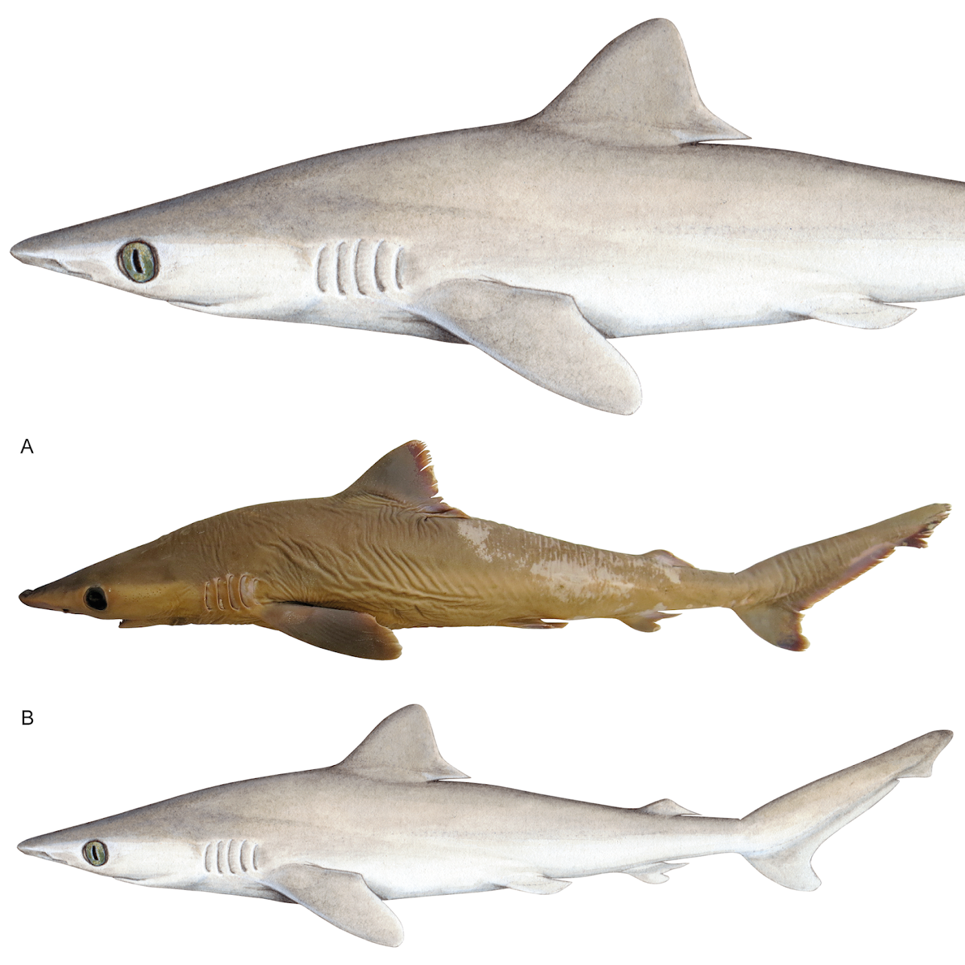 Species New to Science: [Ichthyology • 2019] Carcharhinus obsolerus ...