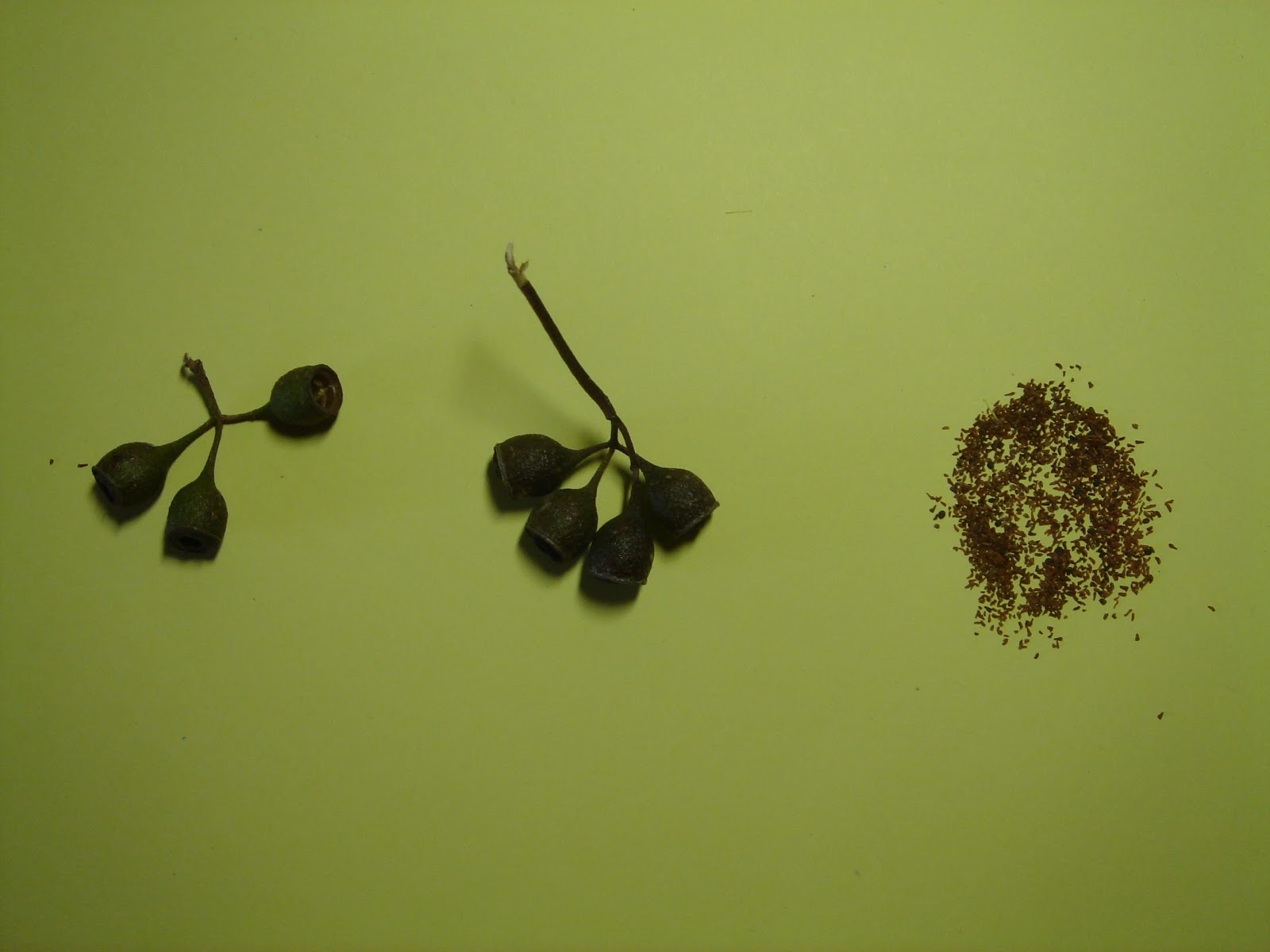 BLOG CLOROFILA: Fruto: Cápsula.