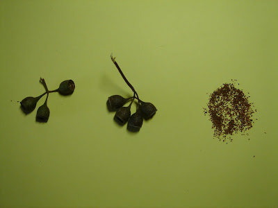 BLOG CLOROFILA: Fruto: Cápsula.