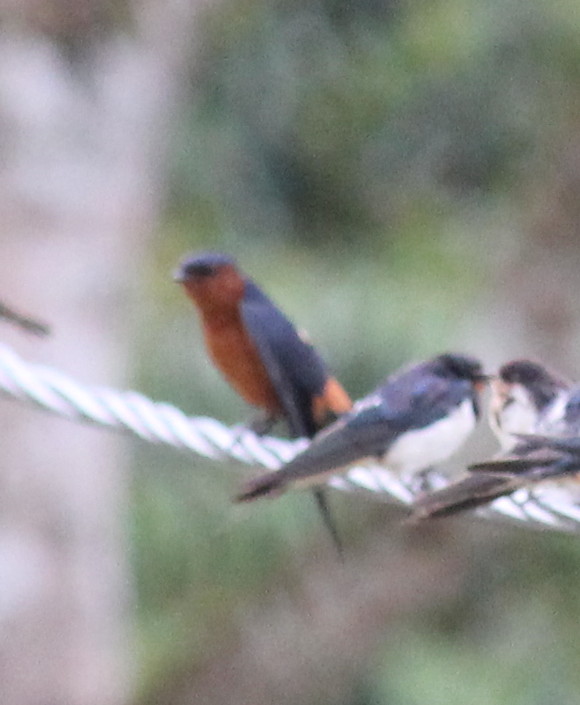 Ron-Nature-Adventures: An Afternoon Birding at Sungai Lepoh, Ulu Langat