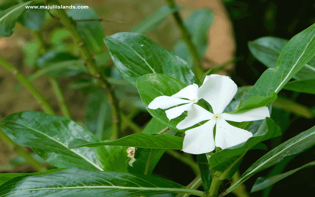 Nature - Majuli Island-The Largest River Island In The World
