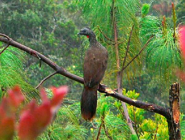 Bellas Aves de El Salvador: Penelope purpurascens(pava moñuda ...