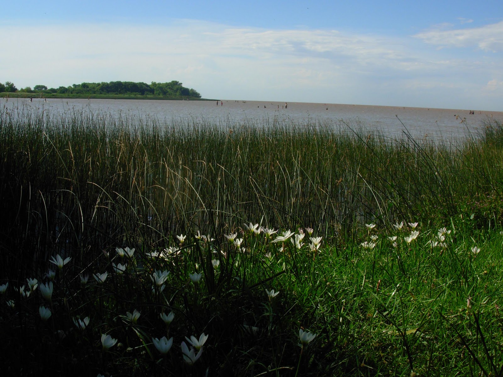 Razón del Gusto: El gran río color de léon