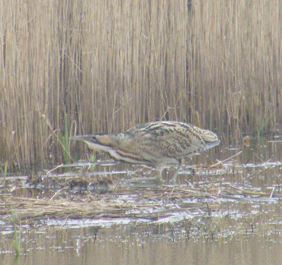 Moysie's Birding Blog: Minsmere