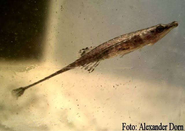 INDONESIAN FRESHWATER FISH COMMUNITY - IFFC: 3 Species of Family ...