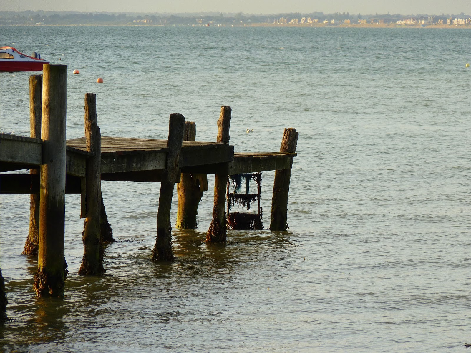 Birding For Pleasure: Birds and Binstead Beach