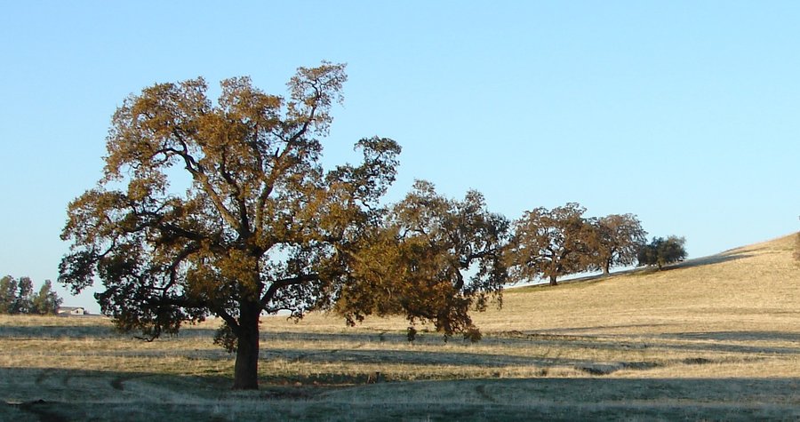 Academic Cog: Cog in landscape