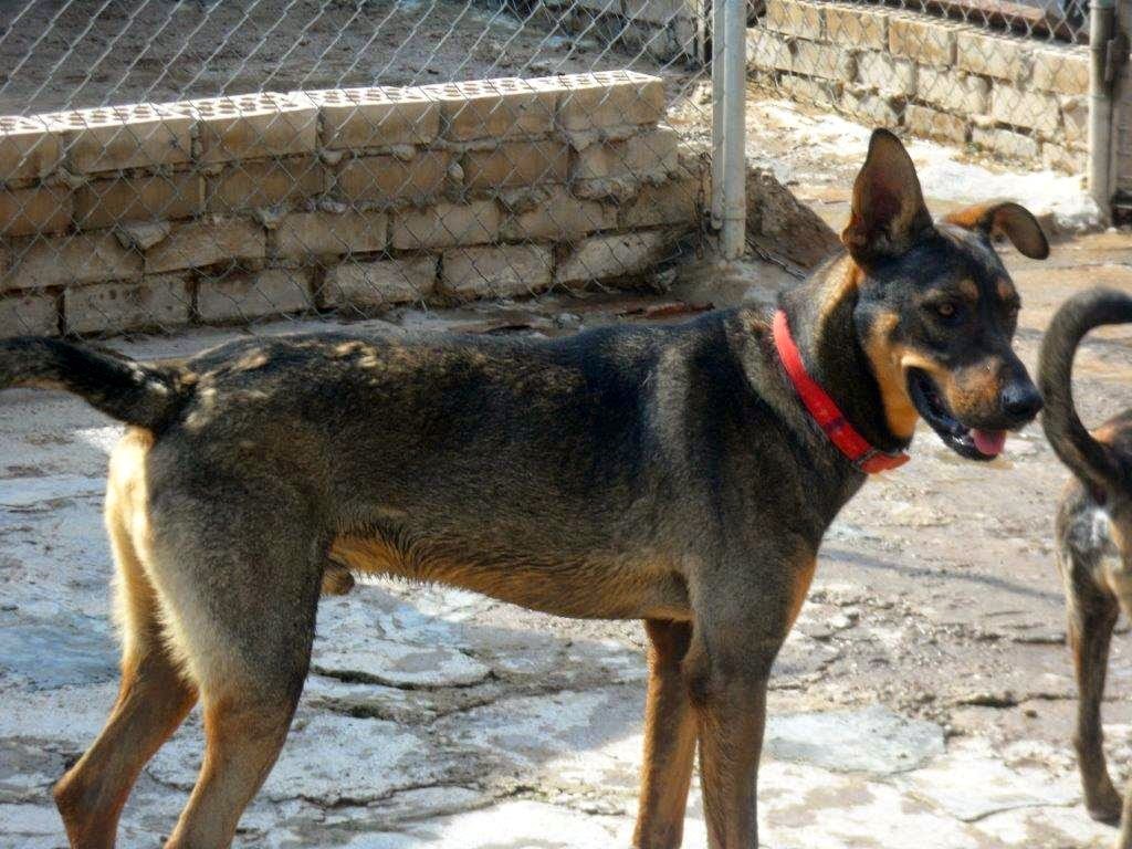 PROTECTORA DE ANIMALES" AMICS DELS ANIMALS DEL SEGRIÀ" LLEIDA: CHENER ...