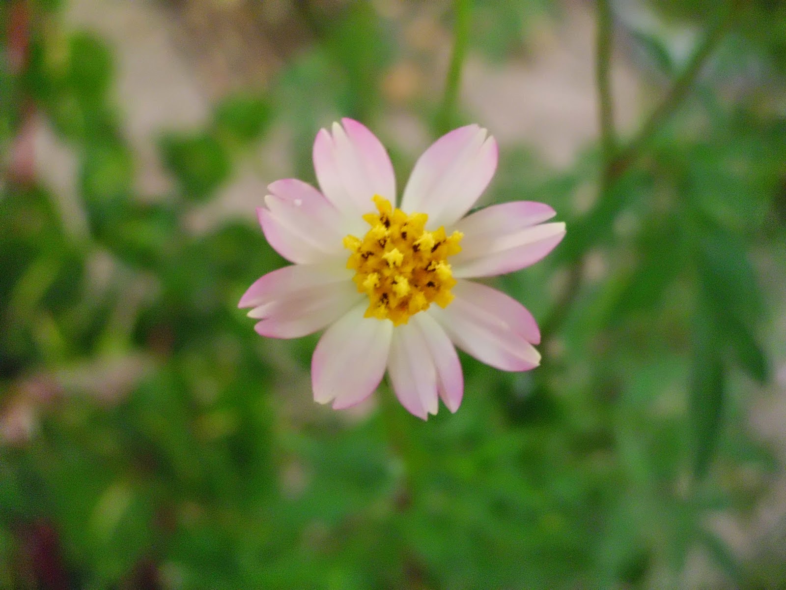 Baru 22+ Bunga Foto, Gambar Bunga