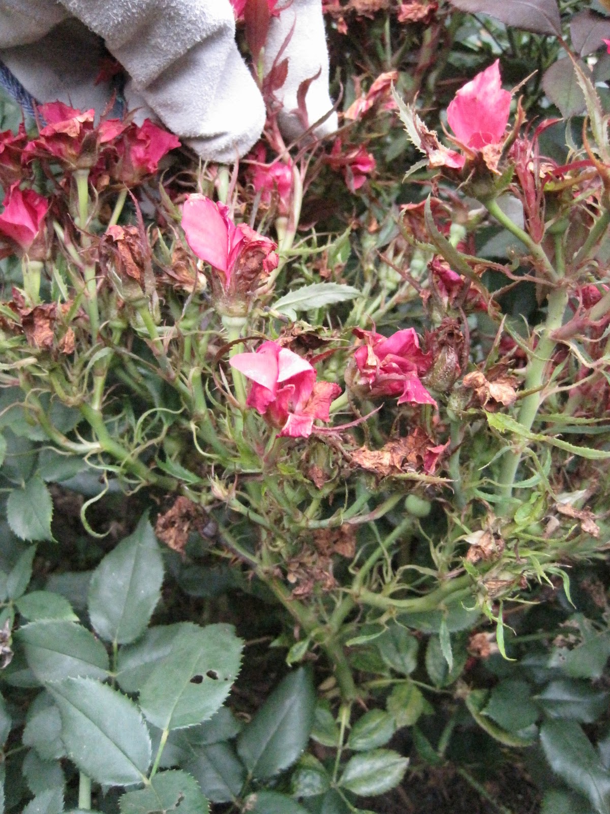 NCSU PDIC: Rose rosette hits close to home.