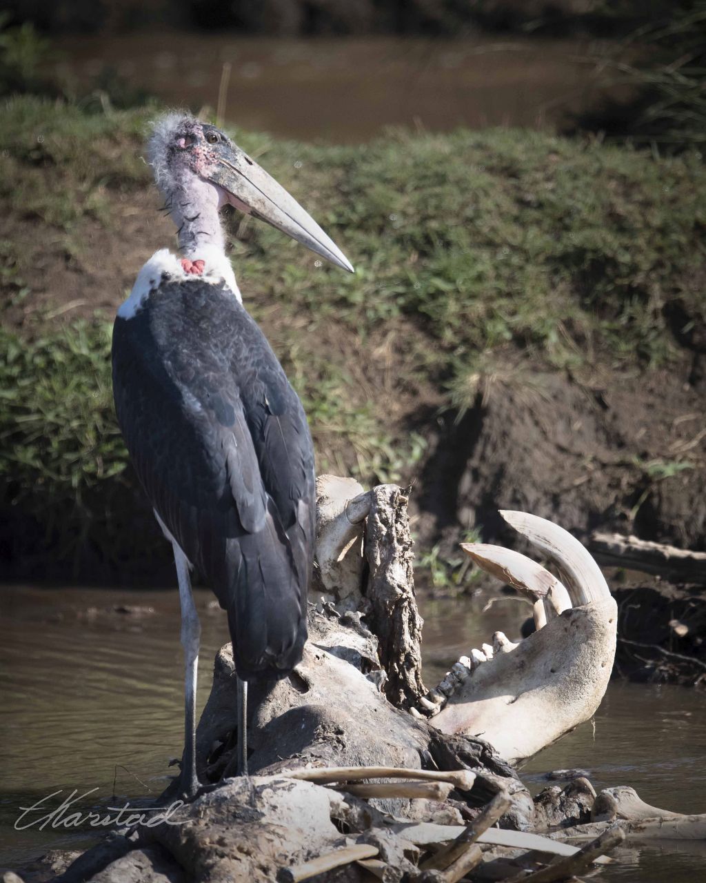 Elsen Karstad's 'Pic-A-Day Kenya': Maribou Stork, Mara River Kenya