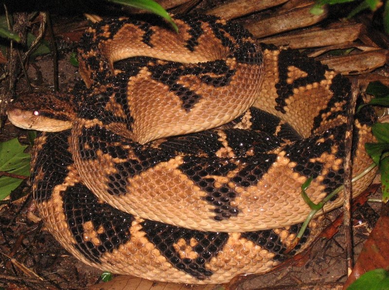 Amor pela "Natureza": LACHESIS MUTUS