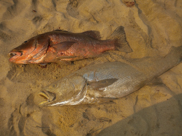 Pesca em Angola: Pescar Em Angola