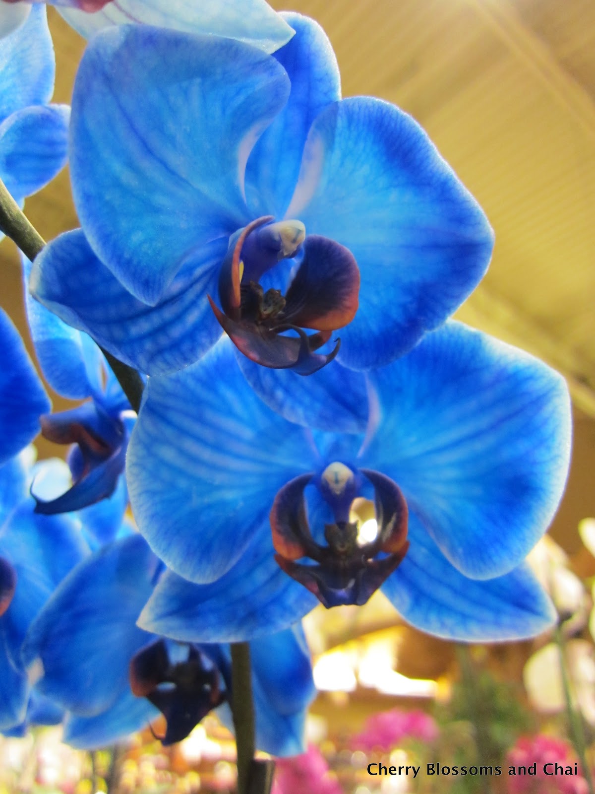 Cherry Blossoms and Chai: Blue Mystique Orchids