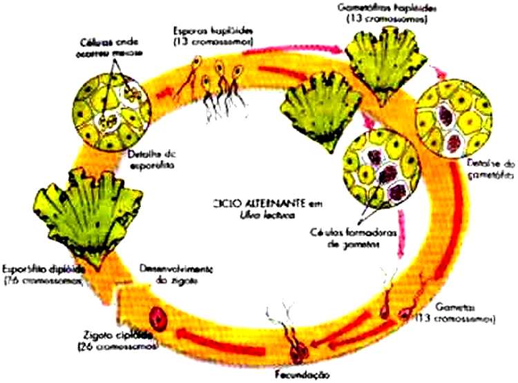 Reprodução Vegetal