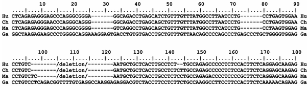 Sandwalk: Creationists questioning pseudogenes: the GULO pseudogene