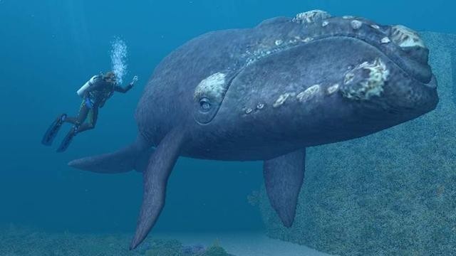 Två män med ett skägg: Endless Ocean 2: Adventures of the deep